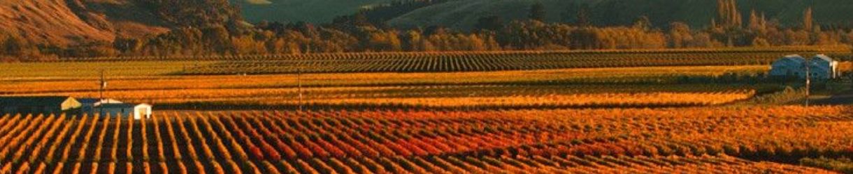 Trinity Hill Wine - Winedirect