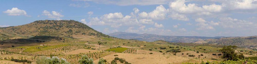 Symington Family Estates Altano Wine - Winedirect