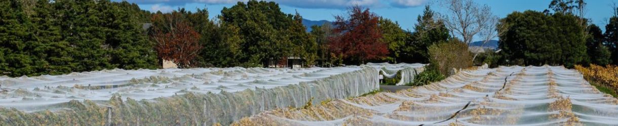 Ata Rangi Wine - Winedirect