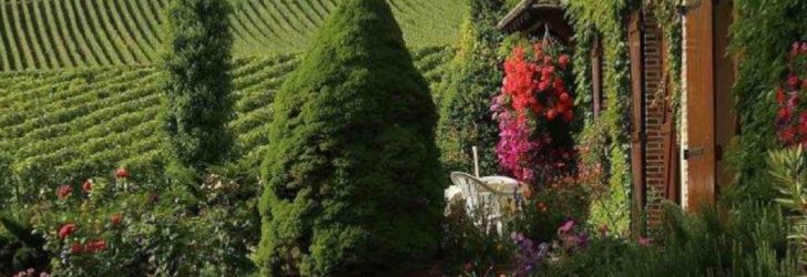 Champagne Bernard Remy Wine - Winedirect