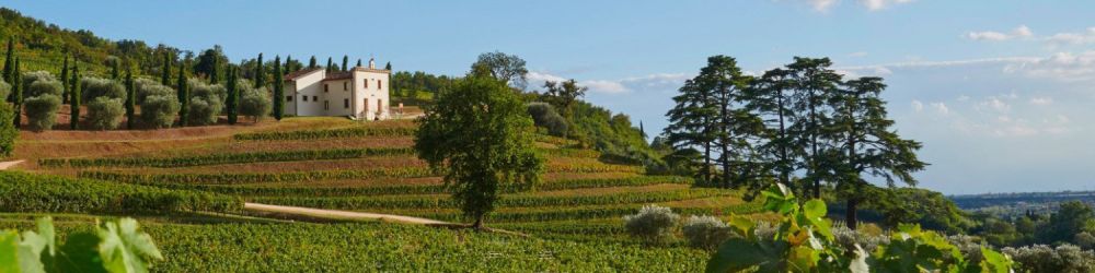 Bertani Soave Vintage DOC 2022 - Winedirect