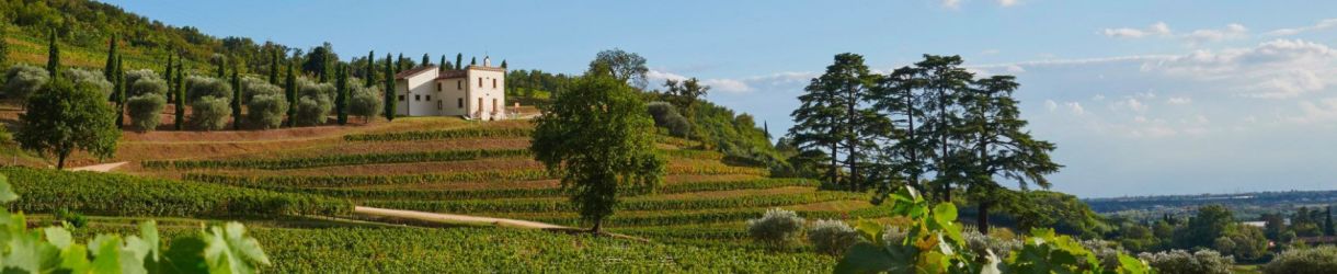 Bertani Wine - Winedirect