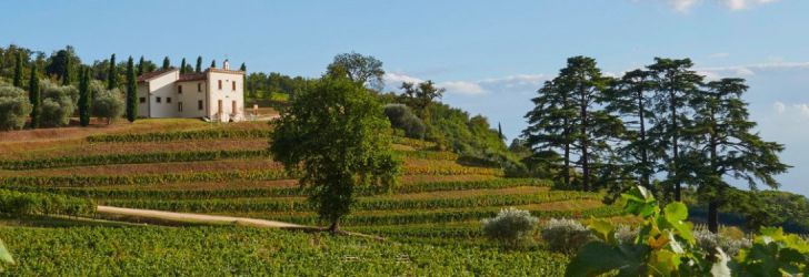 Bertani Sereole Soave DOC 2023 - Winedirect