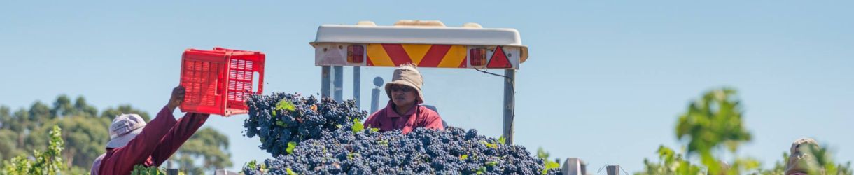 Beyerskloof Diesel Pinotage 2022 - Winedirect