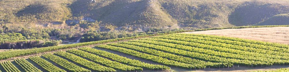 Bouchard Finlayson Missionvale Chardonnay 2024 - Winedirect