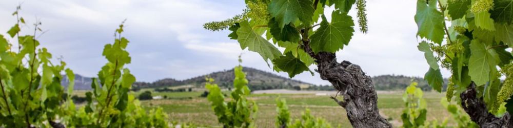 Casa Castillo La Tendida 2023 - Winedirect