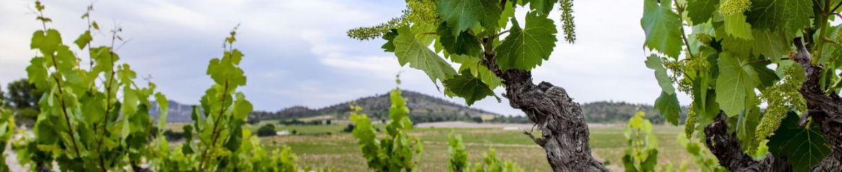 Casa Castillo La Tendida 2023 - Winedirect