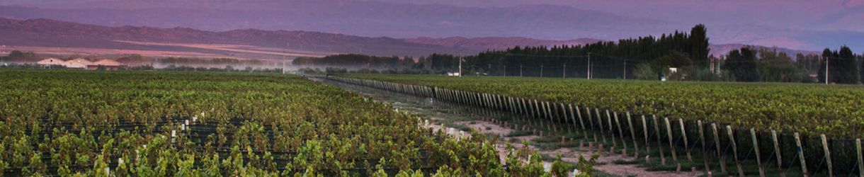 Chakana Atorrante Malbec 2023 - Winedirect