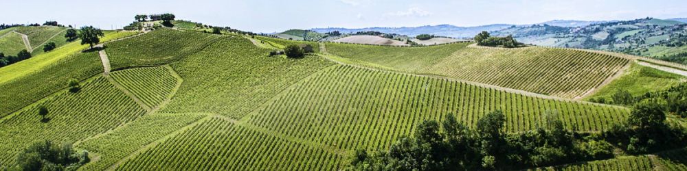 Buy Ciù Ciù Wine Online - Winedirect