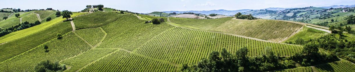 Buy Ciù Ciù Wine Online - Winedirect