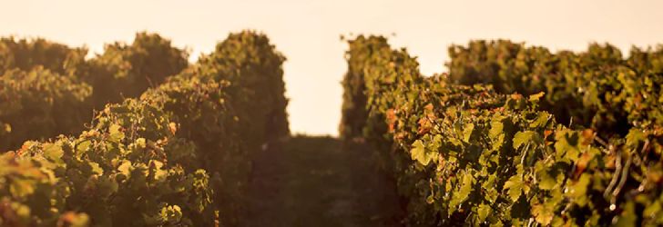 Baron Edmond de Rothschild - Chateau Clarke Chateau Clarke (Listrac ...