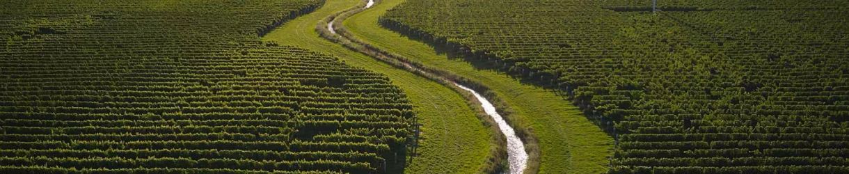 Cloudy Bay Wine - Winedirect