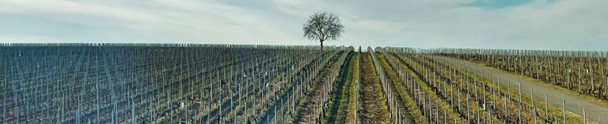 Cramele Recas Sanziana Pinot Grigio Rosé 2024 - Winedirect