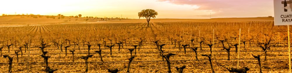 Cuatro Rayas Wine - Winedirect