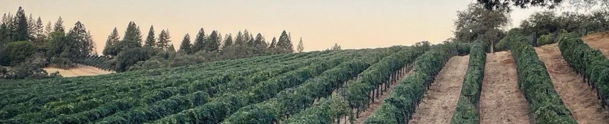 Desire Lines Winds of Change Syrah 2021 - Winedirect