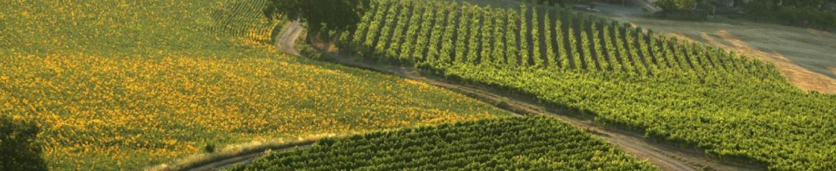 Domaine Jean Defaix Chablis 1er Cru Vaillons 2023 - Winedirect