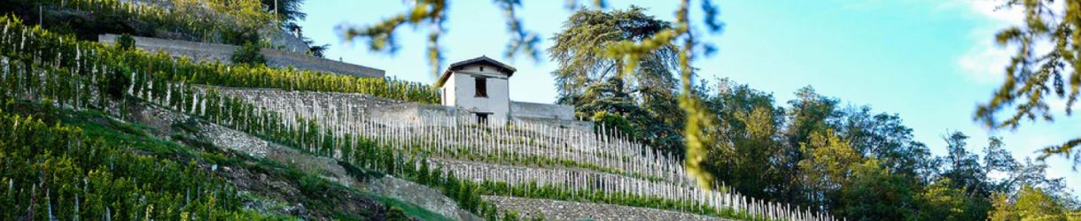 Domaine Georges Vernay Côte Rôtie Blonde du Seigneur 2020 - Winedirect