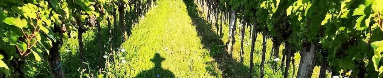 Edi Simcic Rebula (Ribolla Gialla) 2022 - Winedirect