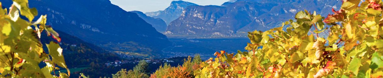 Franz Haas Wine - Winedirect