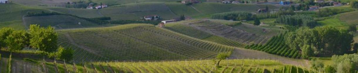 Giacomo Fenocchio Barbera d'Alba 2023 - Winedirect