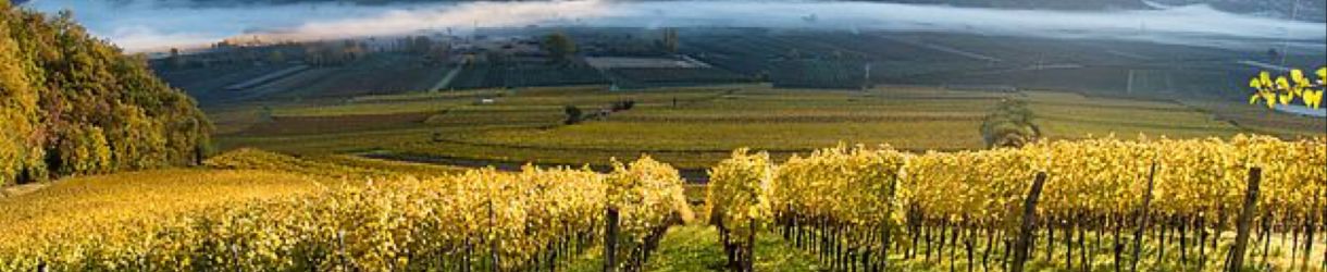 Tenuta J. Hofstätter Joseph Gewurztraminer 2023 - Winedirect