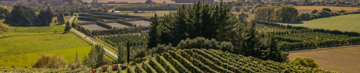 Millton Libiamo Field Blend 2020 - Winedirect