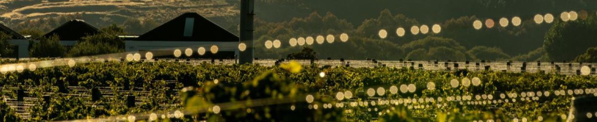 Palliser Estate Riesling 2024 - Winedirect