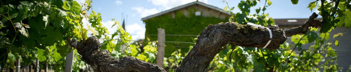 Chateau Patache d'Aux Wine - Winedirect