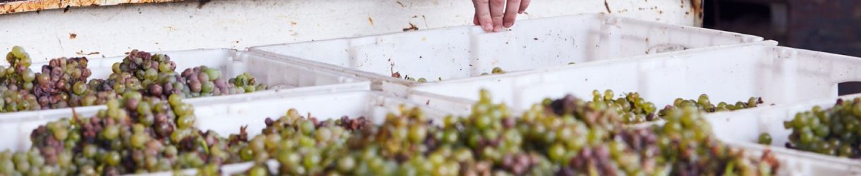 Patrick Sullivan Millstream Pinot Noir 2021 - Winedirect