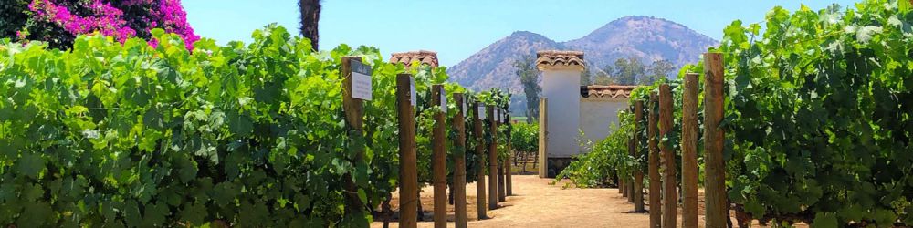 Santa Rita 120 Cabernet Sauvignon 2020 - Winedirect