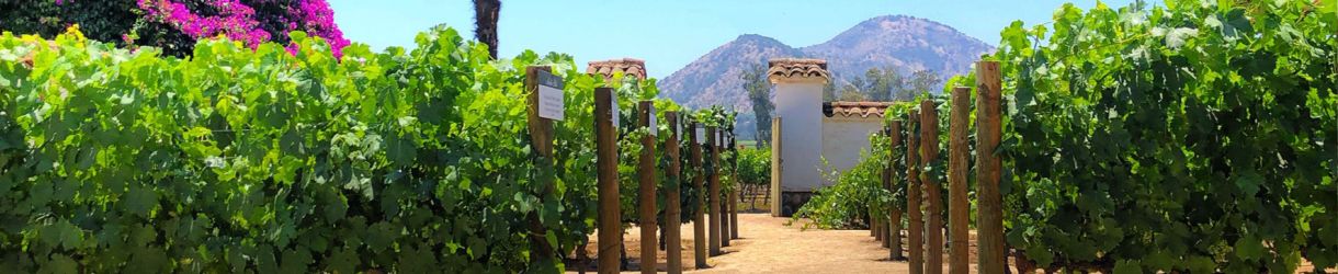 Santa Rita 120 Cabernet Sauvignon 2020 - Winedirect
