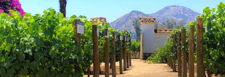 Santa Rita 120 Cabernet Sauvignon 2020 - Winedirect