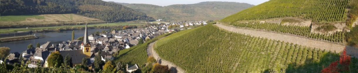 Buy Weingut Selbach-Oster Wine Online - Winedirect