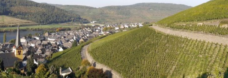 Buy Weingut Selbach-Oster Wine Online - Winedirect