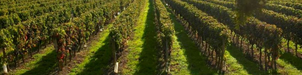 Chateau Le Pey Wine - Winedirect