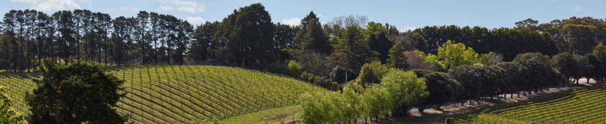 Shaw and Smith Lenswood Vineyard Adelaide Hills Chardonnay 2021 ...