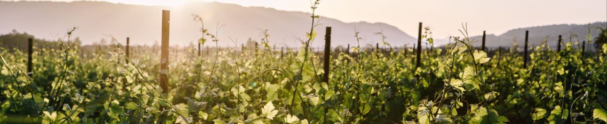 Scribe Sonoma Valley Chardonnay 2021 - Winedirect