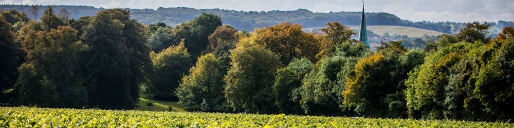 Simpsons Wine Estate Wine - Winedirect