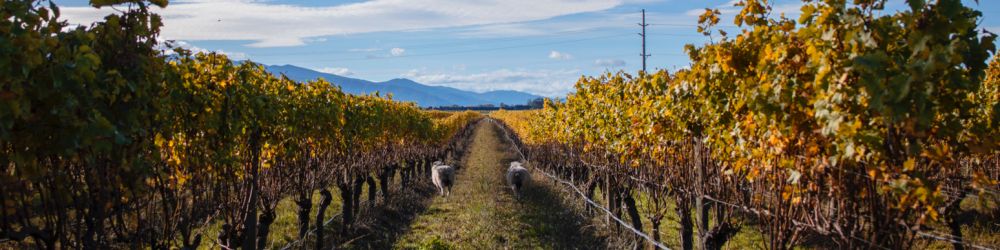 SPOKE Brink Sauvignon Semillon 2021 - Winedirect