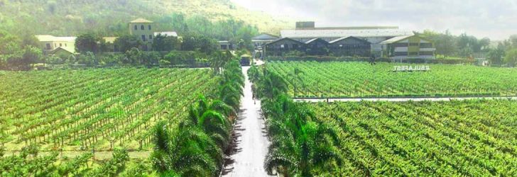 Sula Vineyards Wine - Winedirect