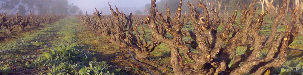 Teusner Wine - Winedirect