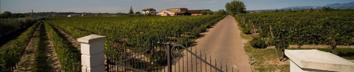 Zenato Lugana DOC San Benedetto 2024 - Winedirect